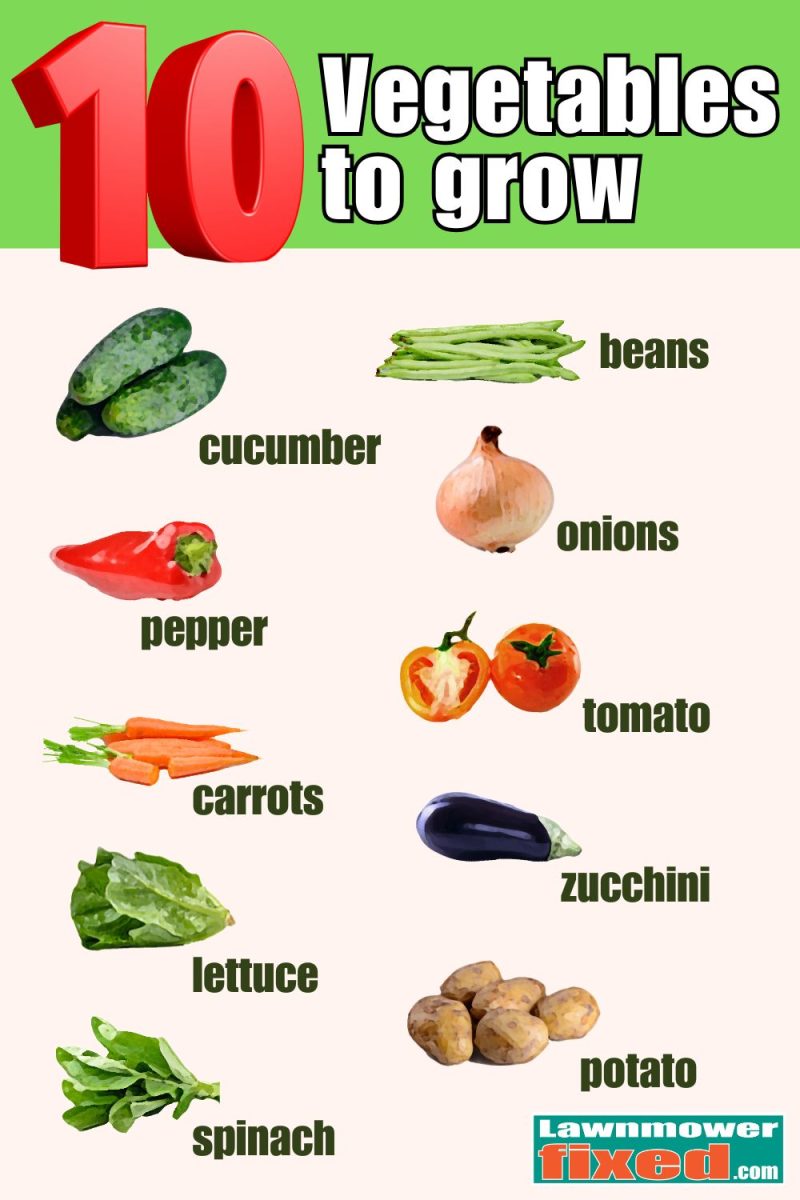 Top 10 Vegetables Every Gardener Should Plant | Lawnmowerfixed