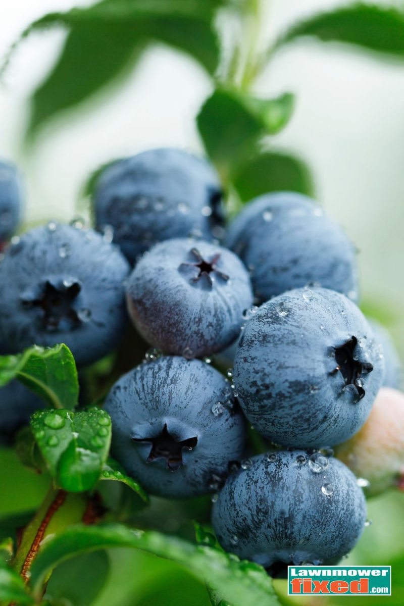 From Planting to Picking: How to Grow the Best Blueberries | Lawnmowerfixed