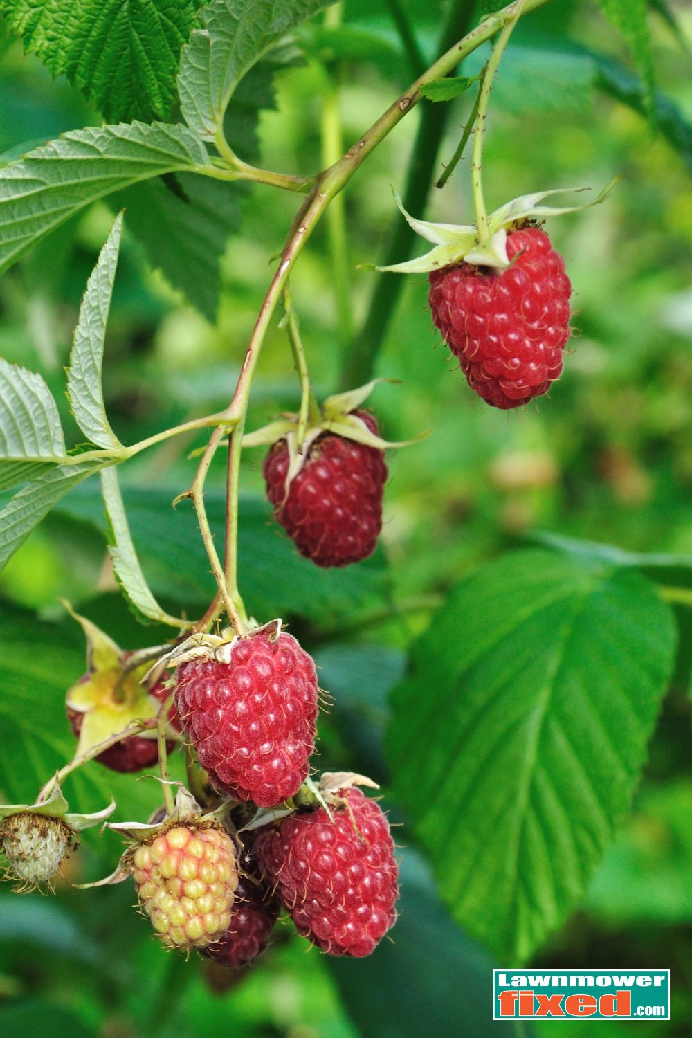Berry Bonanza: Grow the Best Raspberries from Planting to Harvest ...