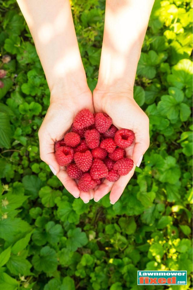 Berry Bonanza: Grow the Best Raspberries from Planting to Harvest ...