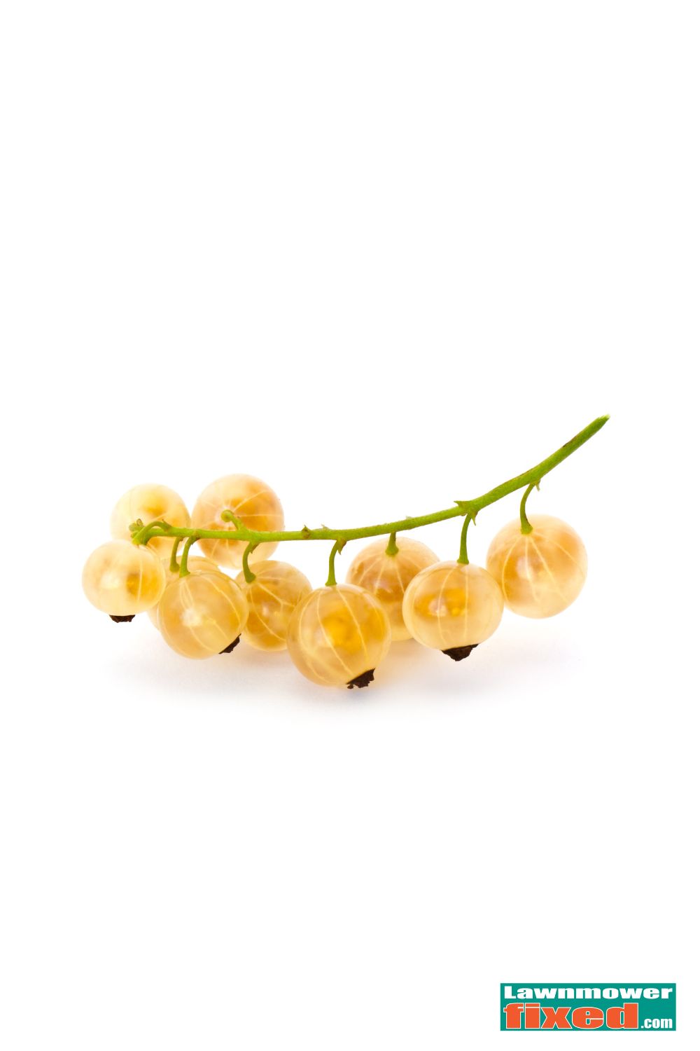 Growing Currants Made Easy: Plant, Care, and Harvest Guide | Lawnmowerfixed