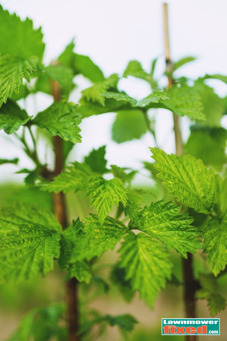 Berry Bonanza: Grow the Best Raspberries from Planting to Harvest ...