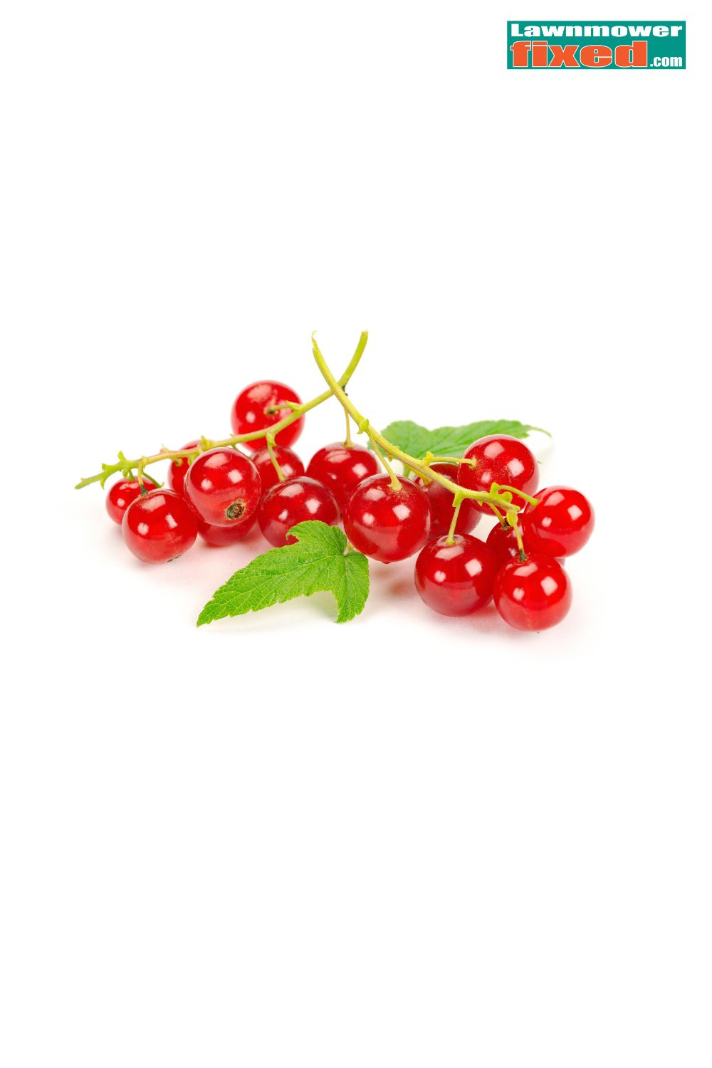 Growing Currants Made Easy: Plant, Care, and Harvest Guide | Lawnmowerfixed