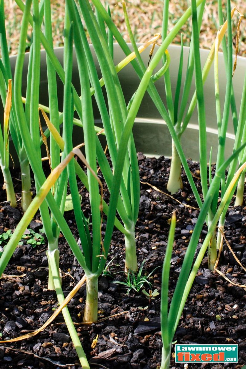 Secret to Growing a Ton of Onions in a Small Space | Lawnmowerfixed