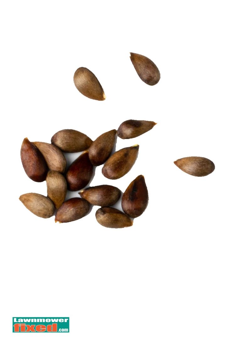 Can You Really Grow an Apple Tree from a Pip? Yes, and Here’s How ...