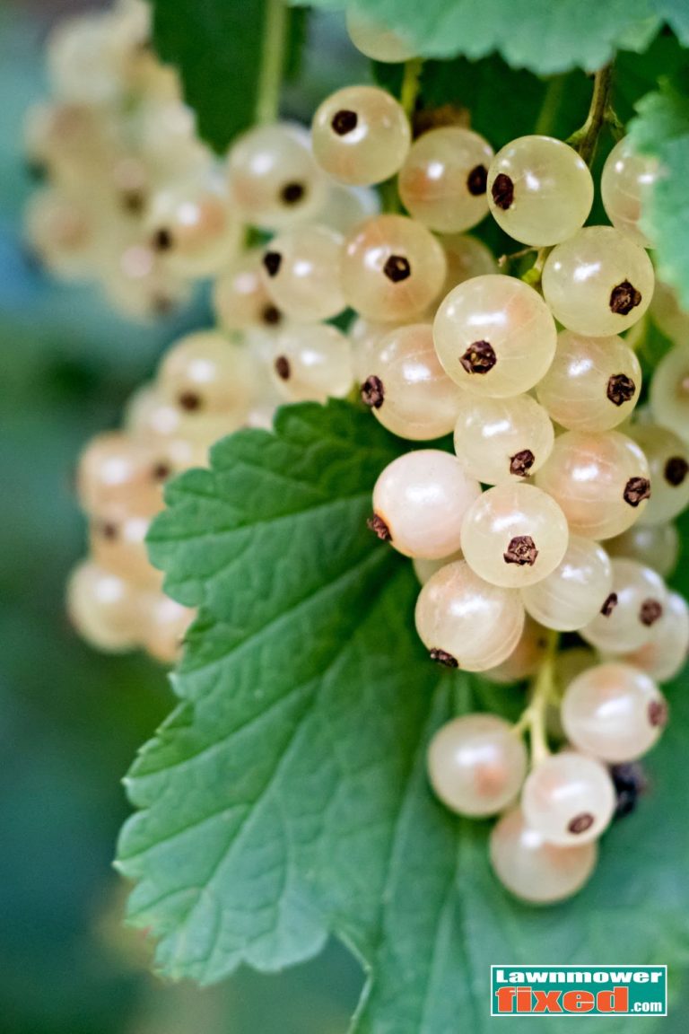 Growing Currants Made Easy: Plant, Care, and Harvest Guide | Lawnmowerfixed