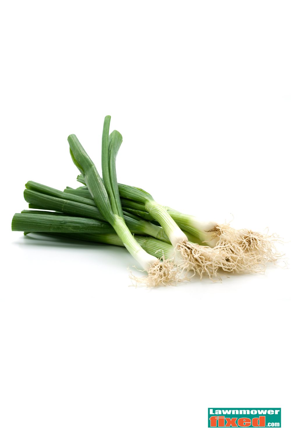 Secret to Growing a Ton of Onions in a Small Space | Lawnmowerfixed