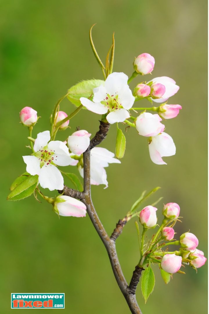 Can You Really Grow an Apple Tree from a Pip? Yes, and Here’s How ...