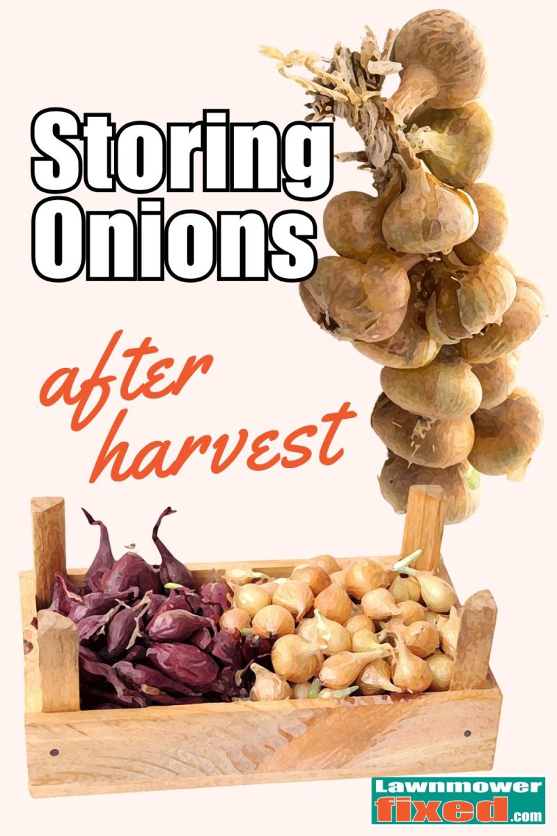 Secret to Growing a Ton of Onions in a Small Space | Lawnmowerfixed