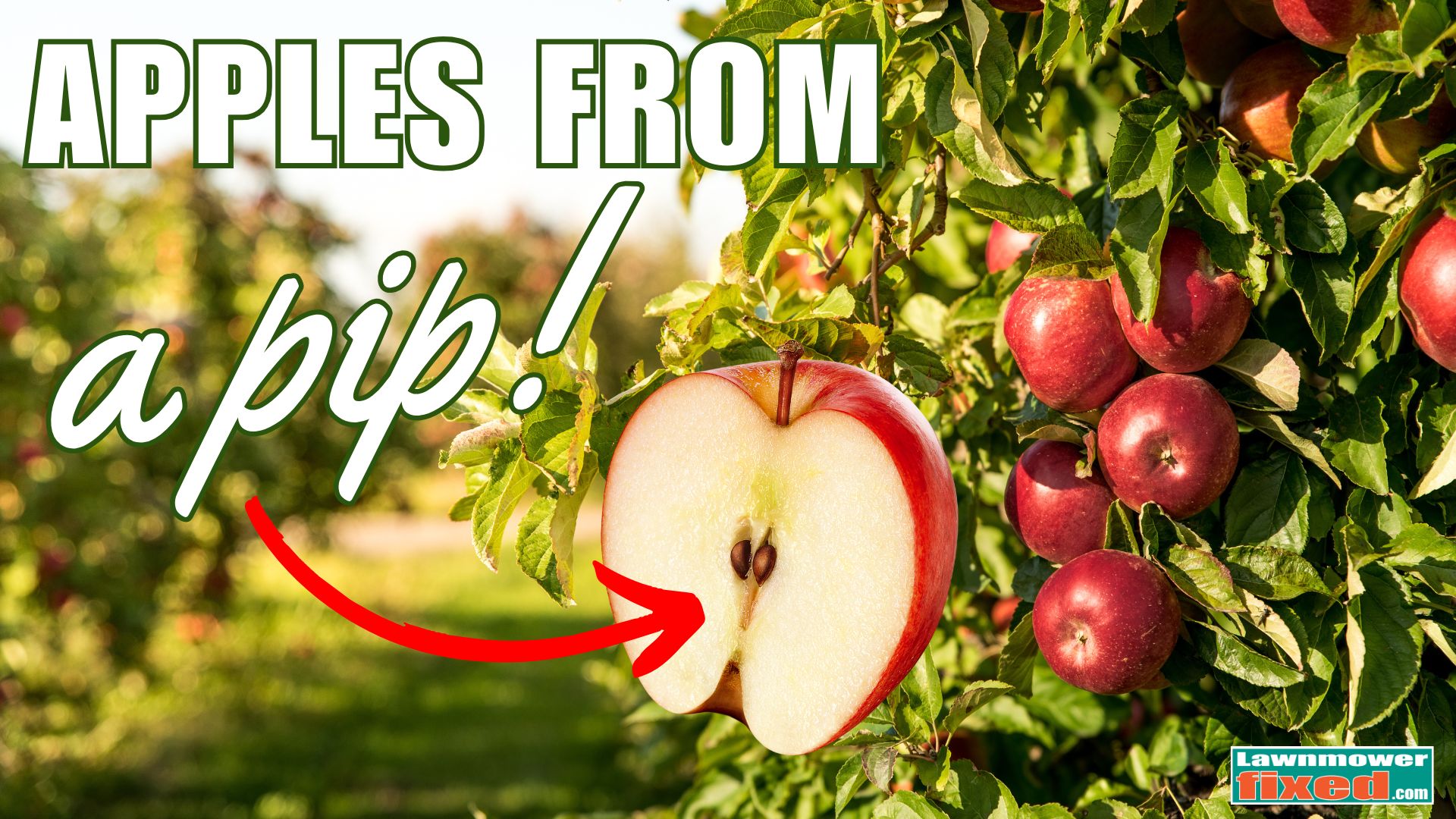 Can You Really Grow an Apple Tree from a Pip? Yes, and Here’s How ...