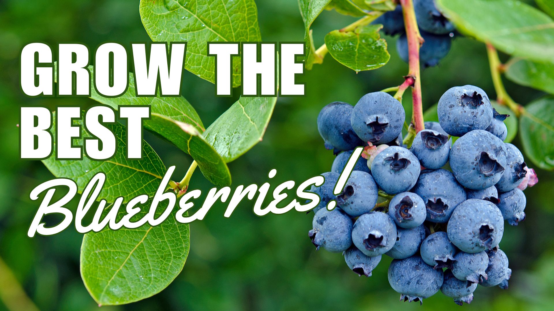 From Planting to Picking: How to Grow the Best Blueberries | Lawnmowerfixed