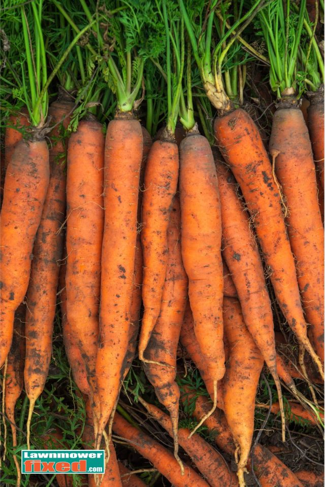 How to Grow Sweet, Crunchy Carrots from Seed to Harvest | Lawnmowerfixed