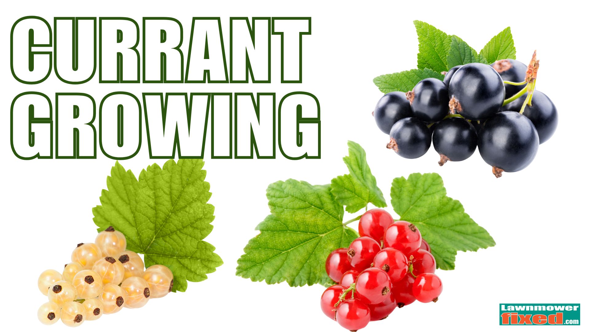 Growing Currants Made Easy: Plant, Care, and Harvest Guide | Lawnmowerfixed