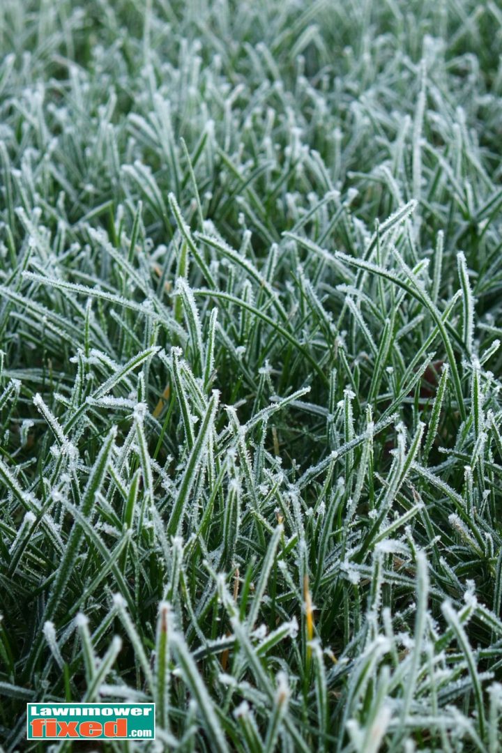 Winter Lawn Survival Guide: Keep Your Grass Healthy in the Cold ...