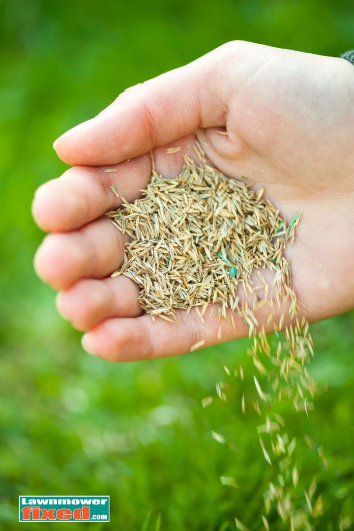 Spring Overseeding Secrets: Do’s and Don’ts for a Lush, Green Lawn ...