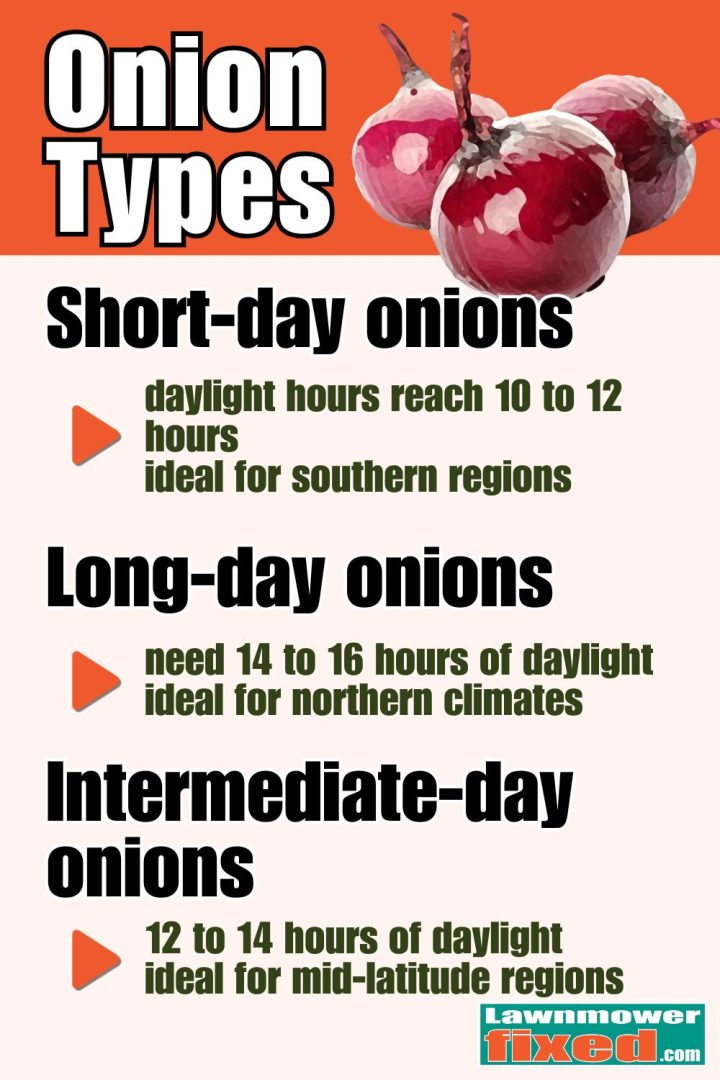 Secret to Growing a Ton of Onions in a Small Space | Lawnmowerfixed