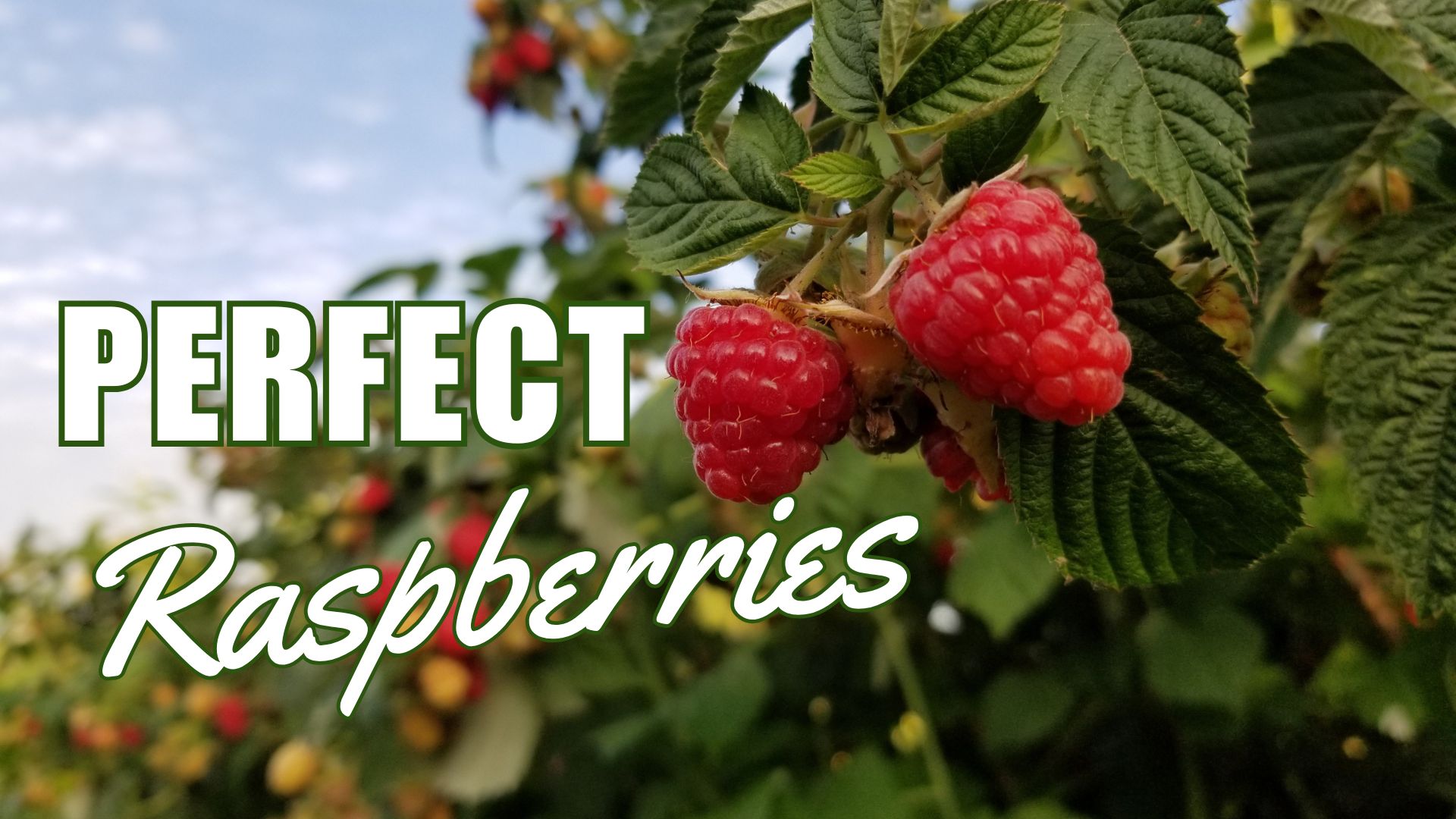 Berry Bonanza: Grow the Best Raspberries from Planting to Harvest ...
