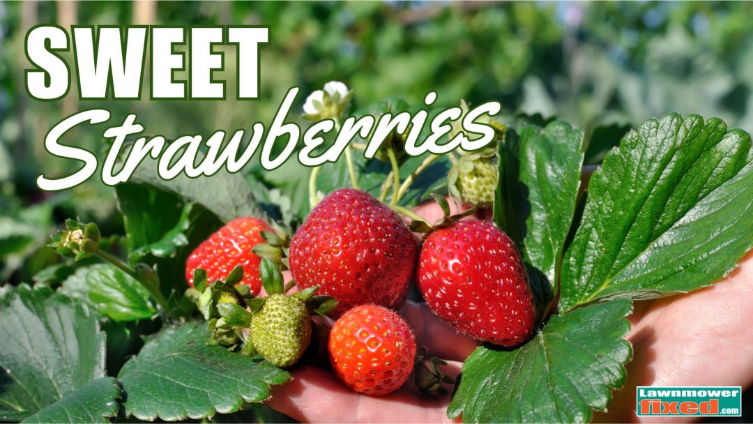 Berry Bonanza: Grow the Best Raspberries from Planting to Harvest ...