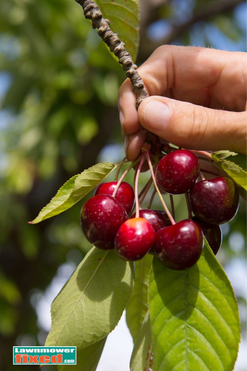 From Bare Root to Backyard Showstopper—Cherry Tree Planting Secrets ...