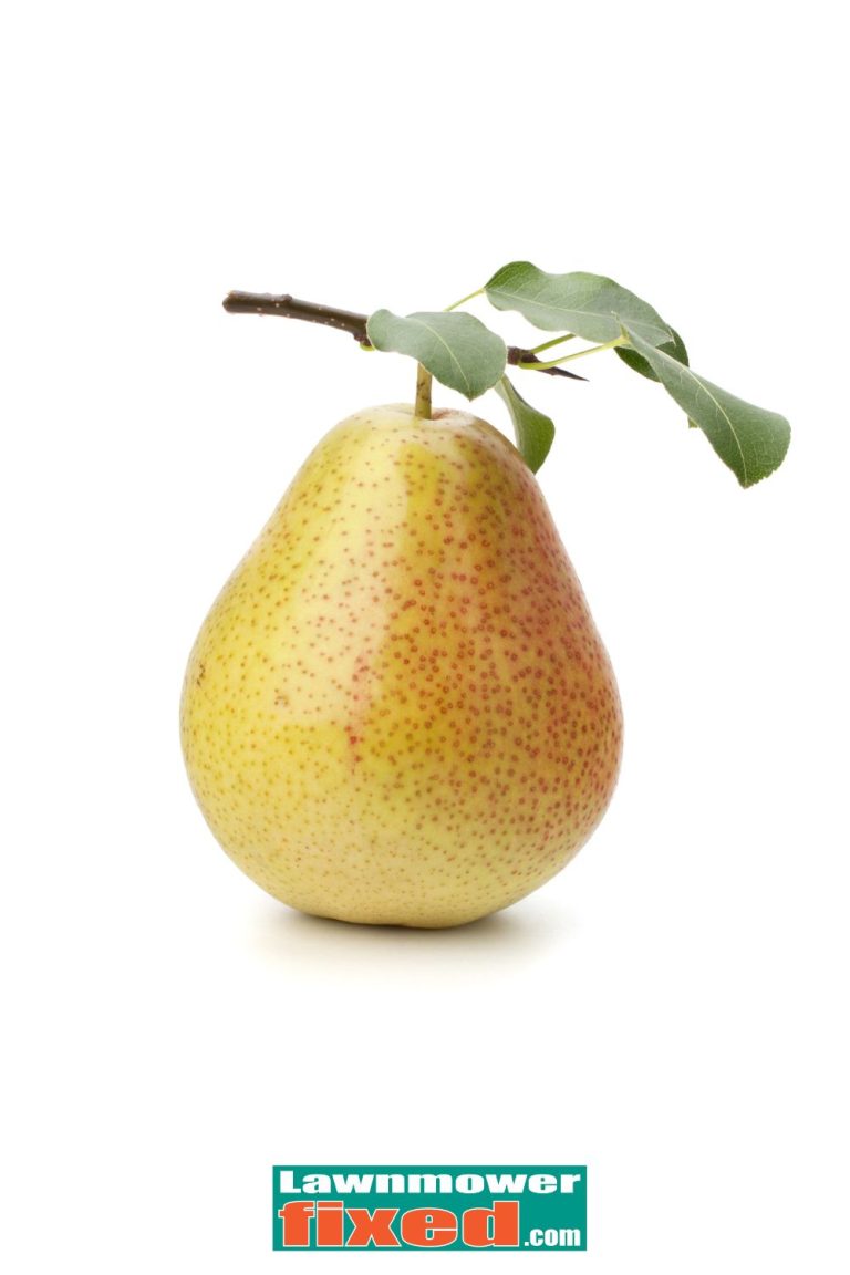 Pear-fectly Delightful: Planting and Caring for a Pear Tree ...