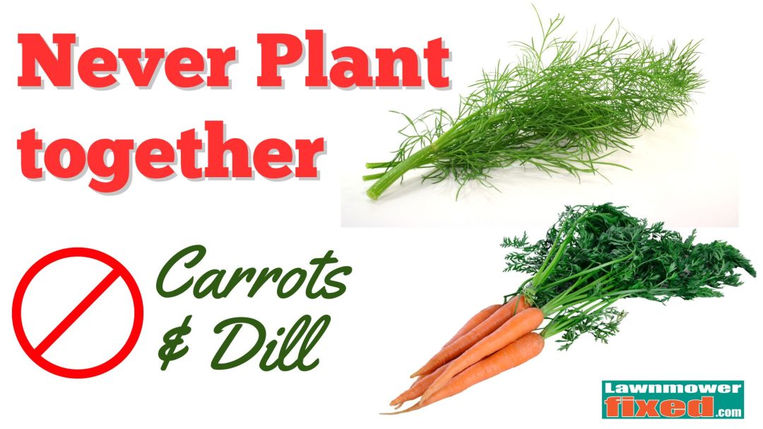 Companion Planting Secrets: The Best Vegetable Pairings for Bigger ...