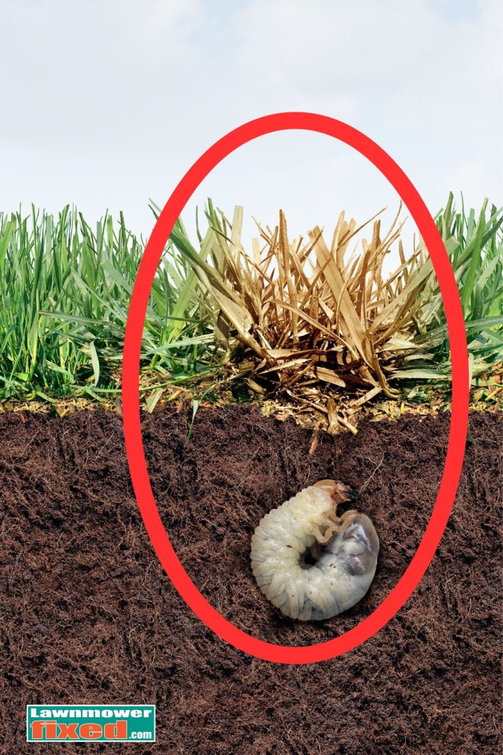 Grubs in the Lawn - How to Identify and Kill Grubs | Lawnmowerfixed