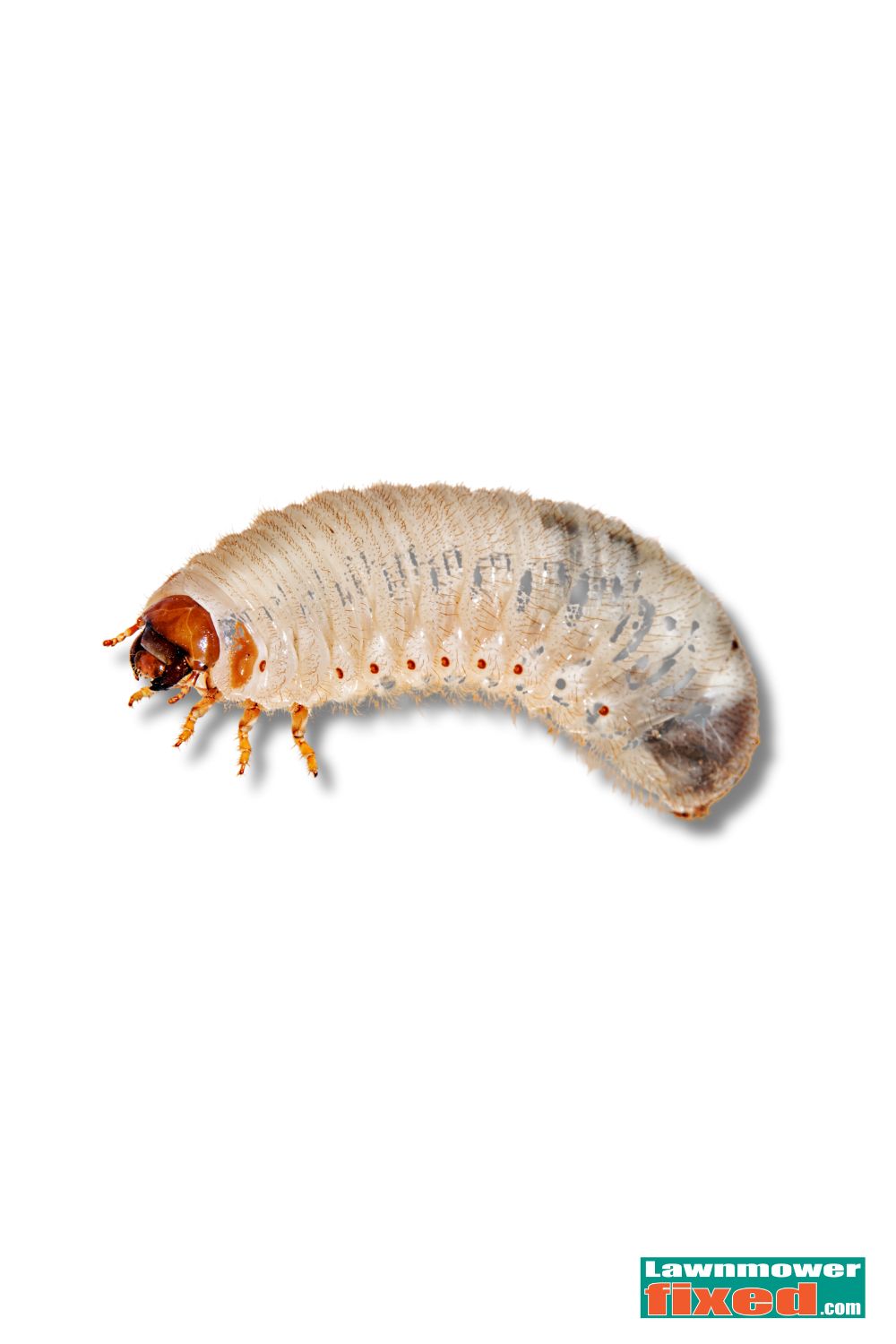 Grubs in the Lawn - How to Identify and Kill Grubs | Lawnmowerfixed