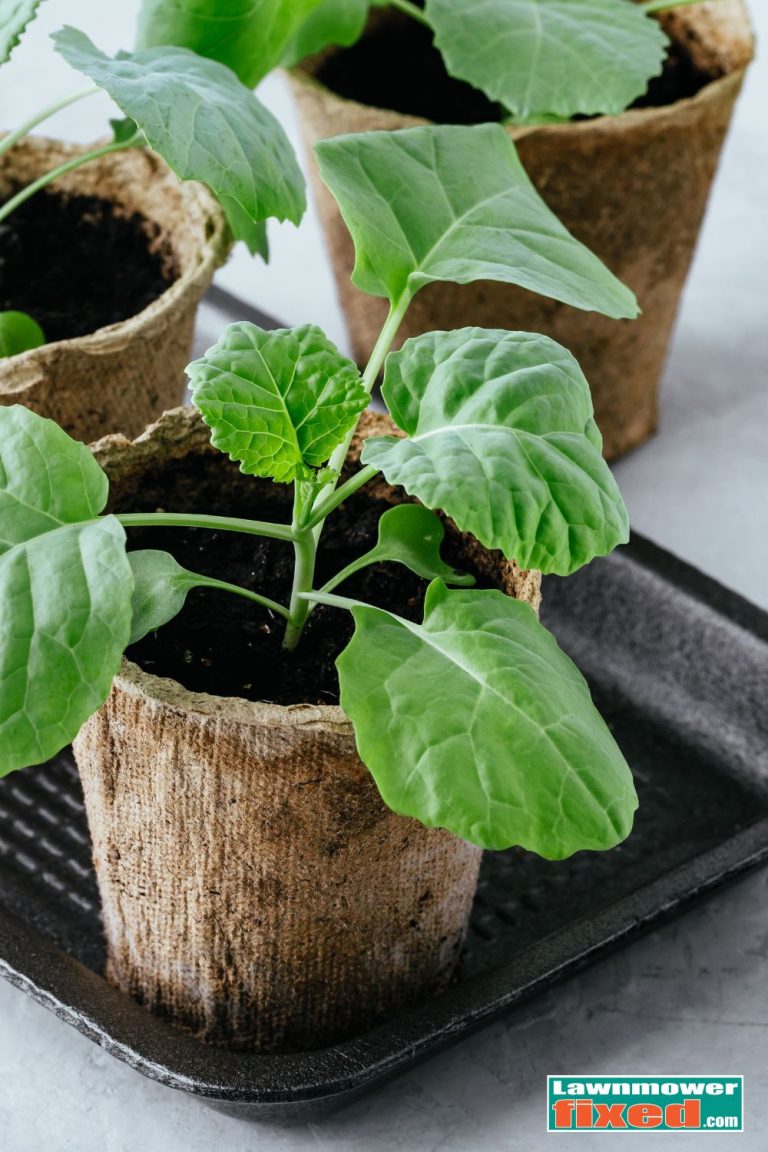 The Secret to Perfect Cabbage: A Beginner’s Guide to Growing Success ...