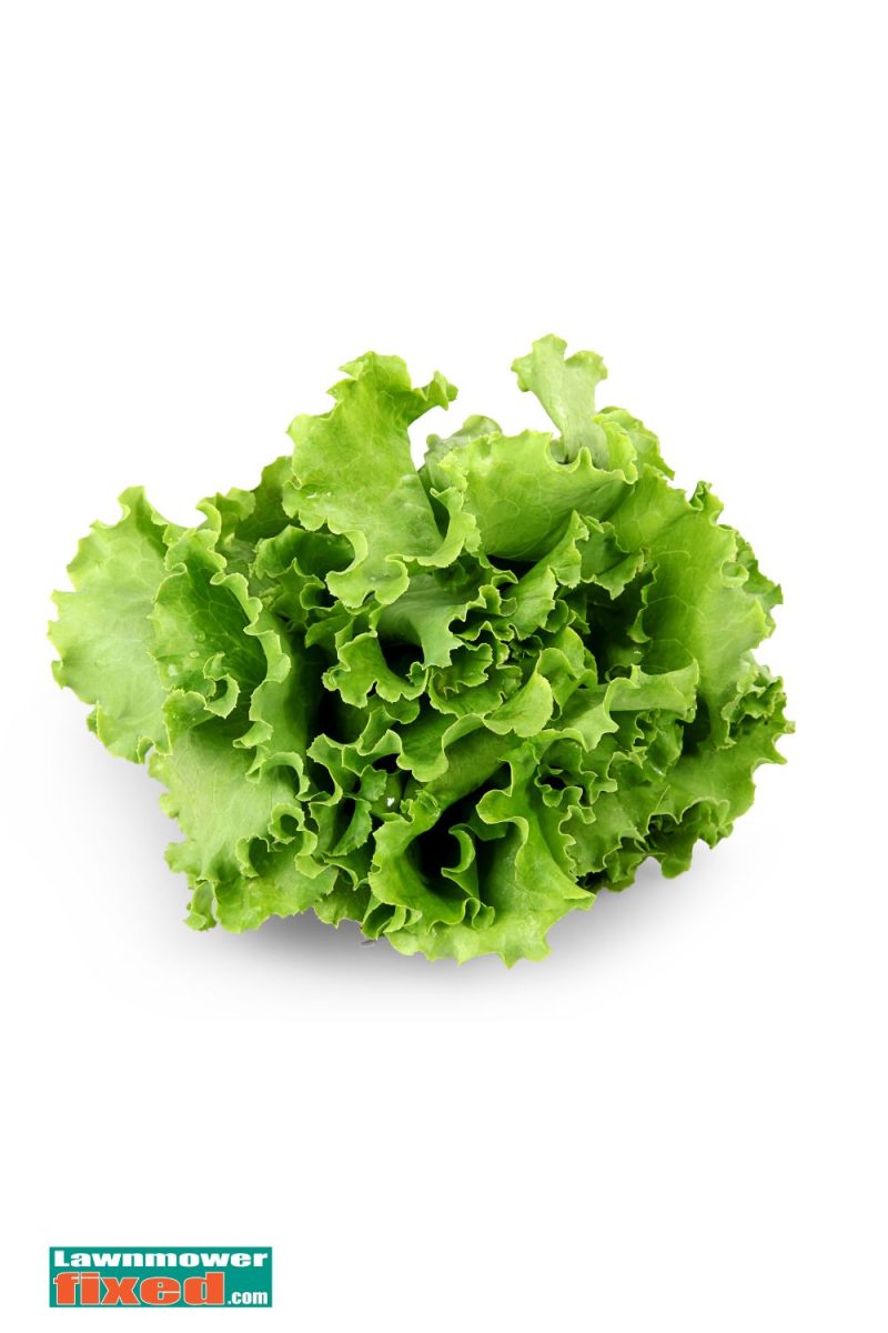 Small Space, Big Harvest: 5 Vegetables That Love Growing in Containers | Lawnmowerfixed