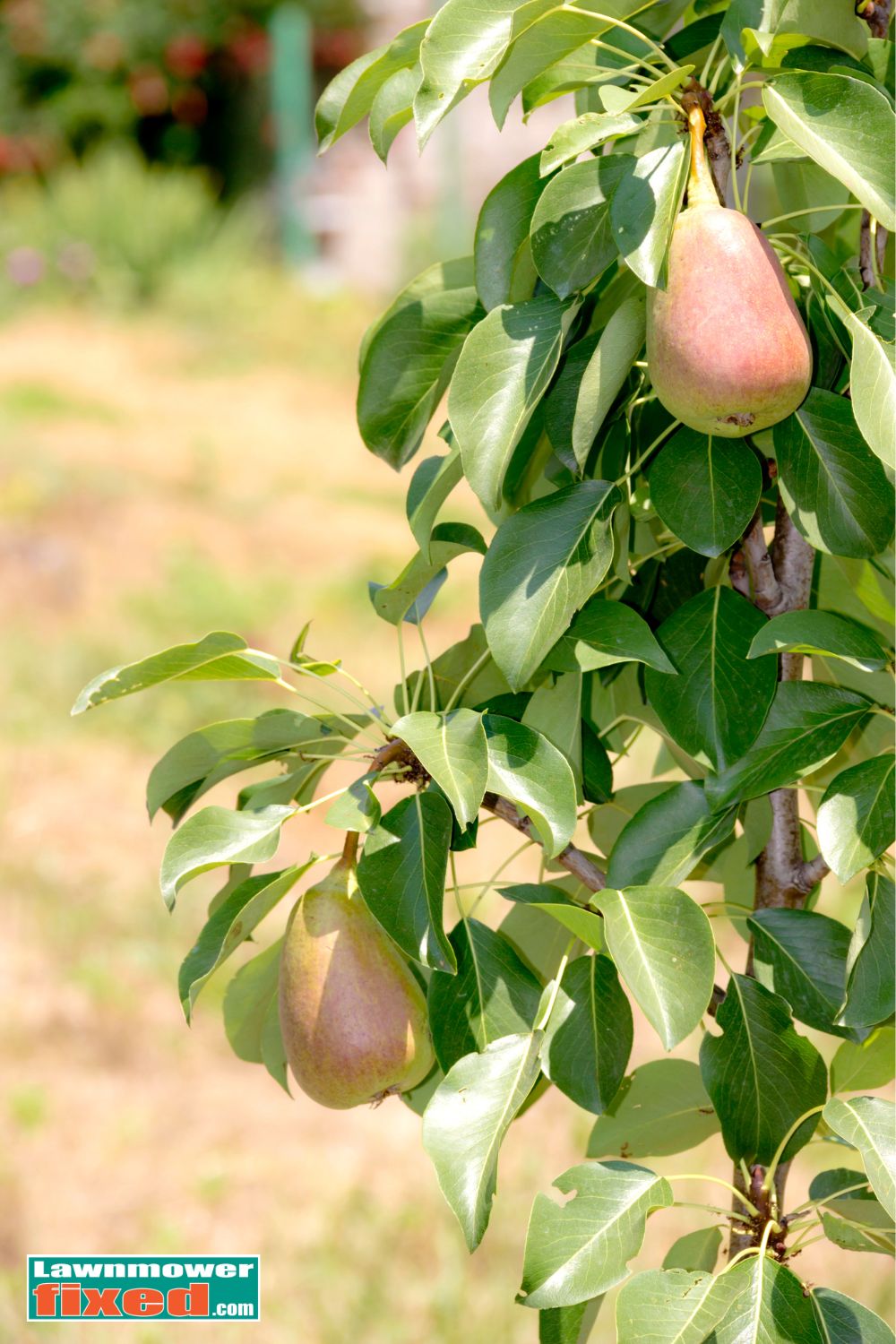 Pear-fectly Delightful: Planting and Caring for a Pear Tree ...