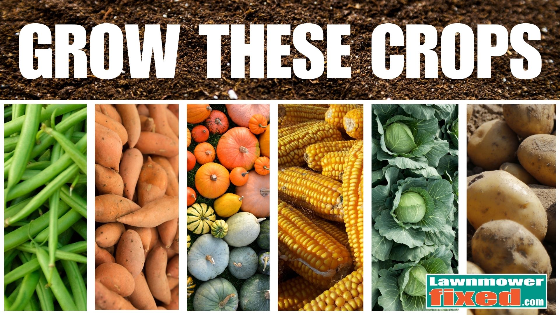 These 6 Crops Will Keep You Fed No Matter What | Lawnmowerfixed