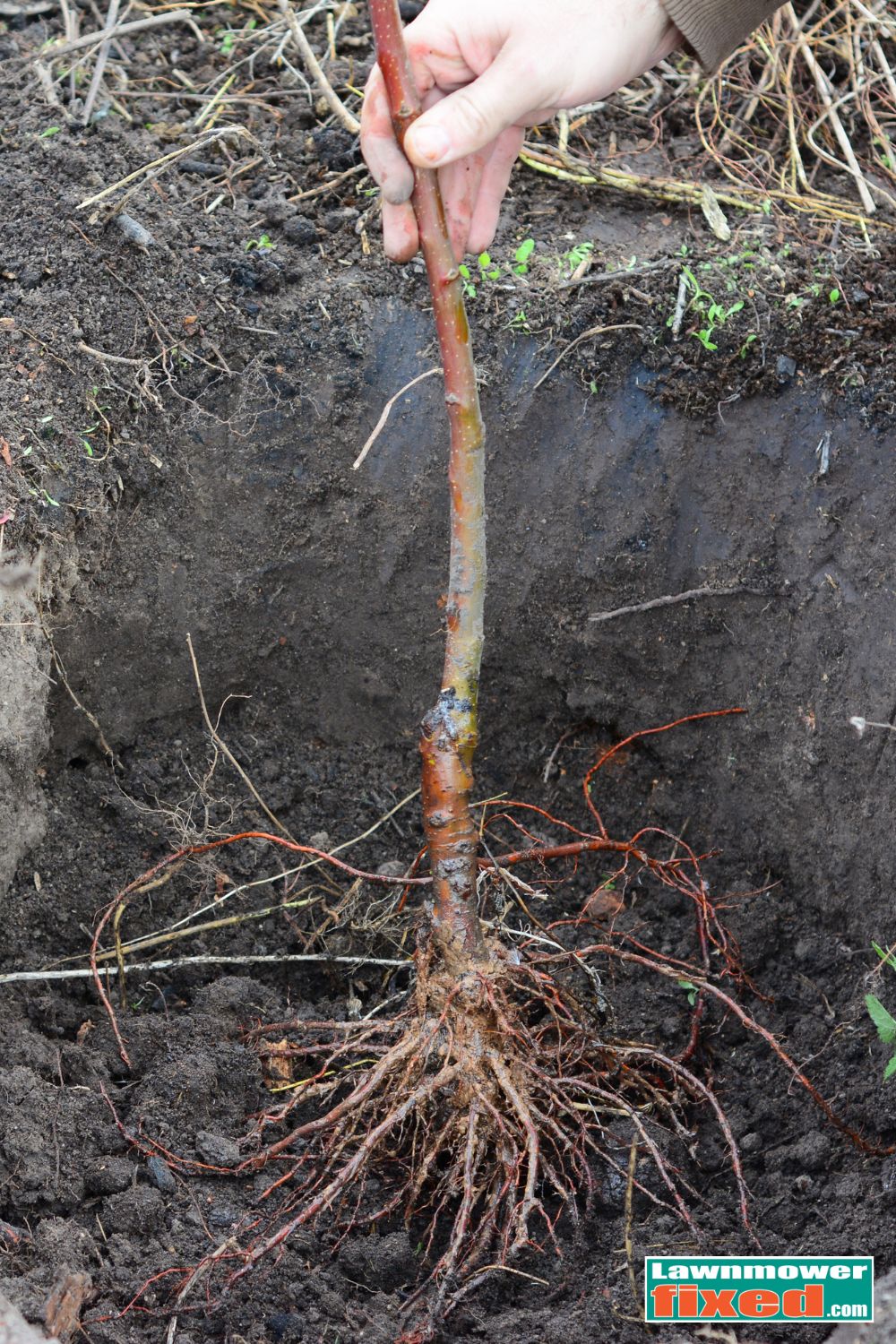 Pear-fectly Delightful: Planting and Caring for a Pear Tree ...