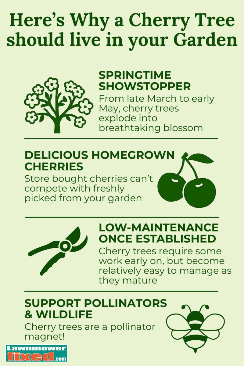 From Bare Root to Backyard Showstopper—Cherry Tree Planting Secrets ...