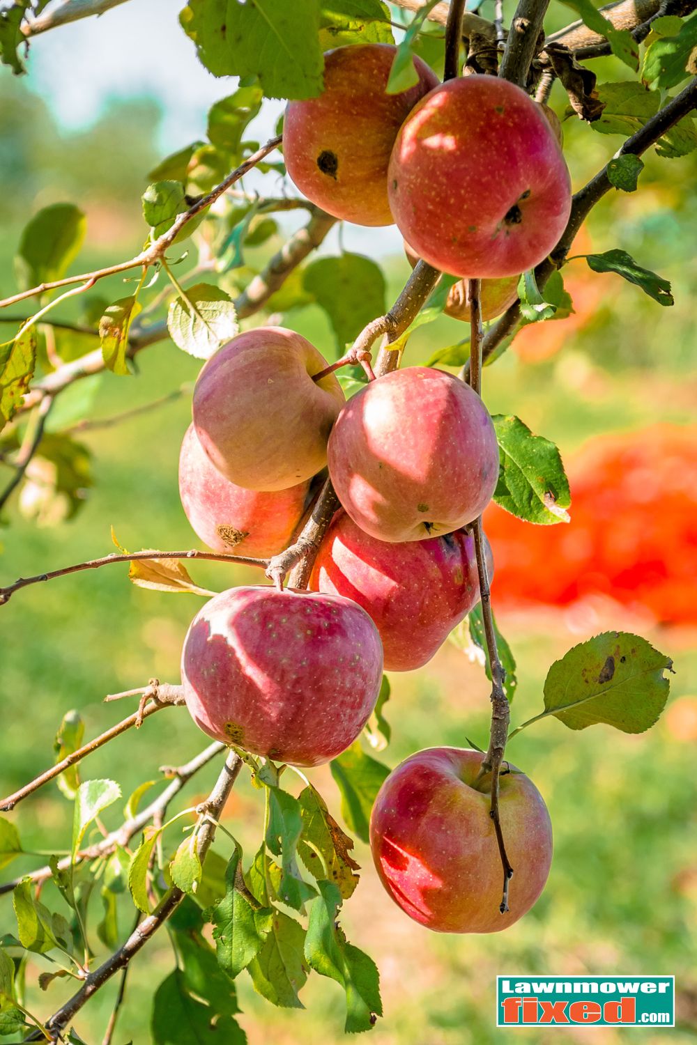 These 5 Fruit Trees Practically Grow Themselves—Perfect for Beginners ...