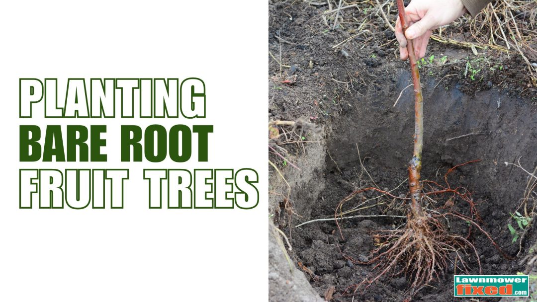 Whispering Willows: How to Plant and Care for Willow Trees | Lawnmowerfixed