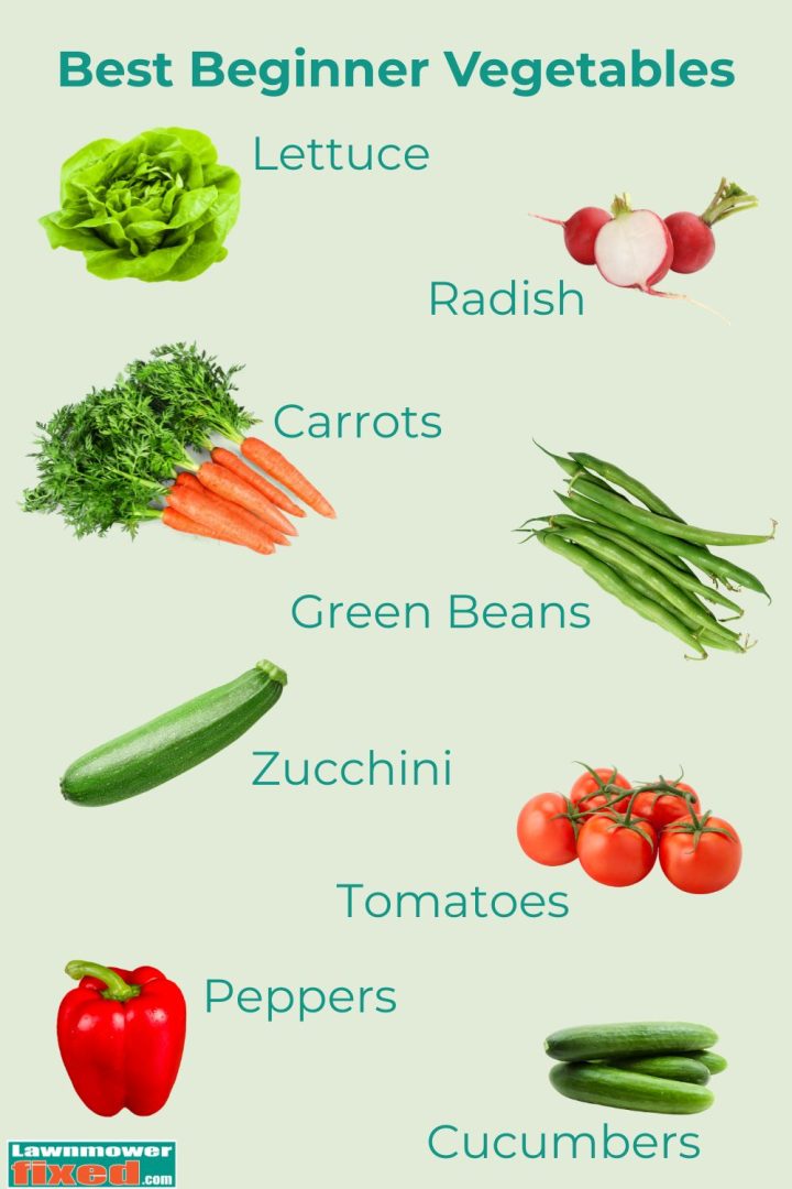 Best Vegetables for Absolute Beginners (Even If You’ve Never Grown ...