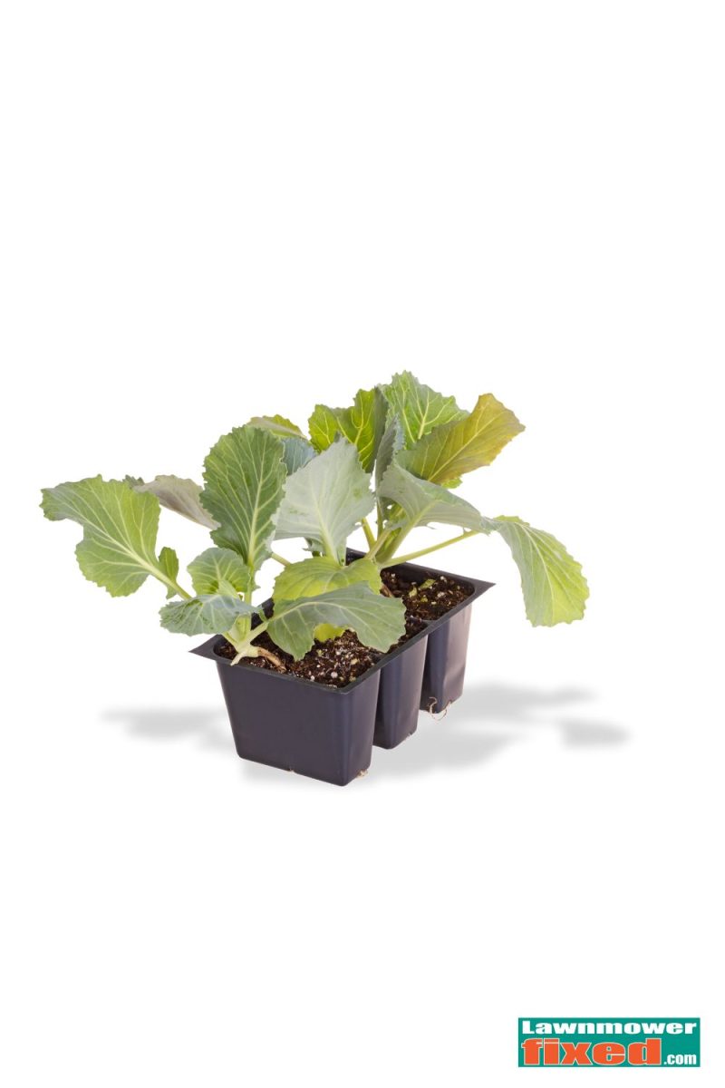 The Secret to Perfect Cabbage: A Beginner’s Guide to Growing Success ...