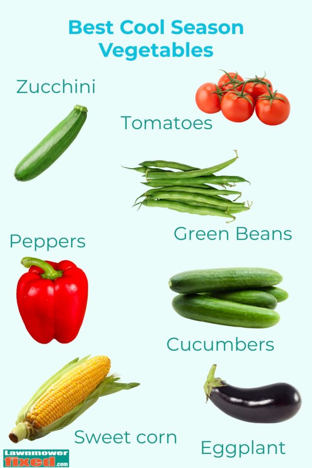 Best Vegetables for Absolute Beginners (Even If You’ve Never Grown ...
