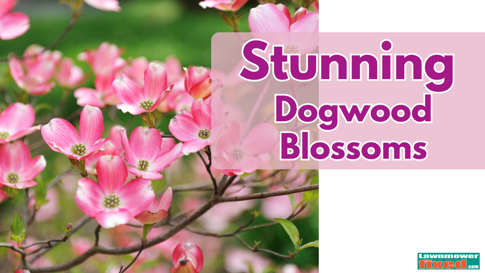 Flowering Dogwood Trees: A Seasonal Symphony of Color for Your Yard ...