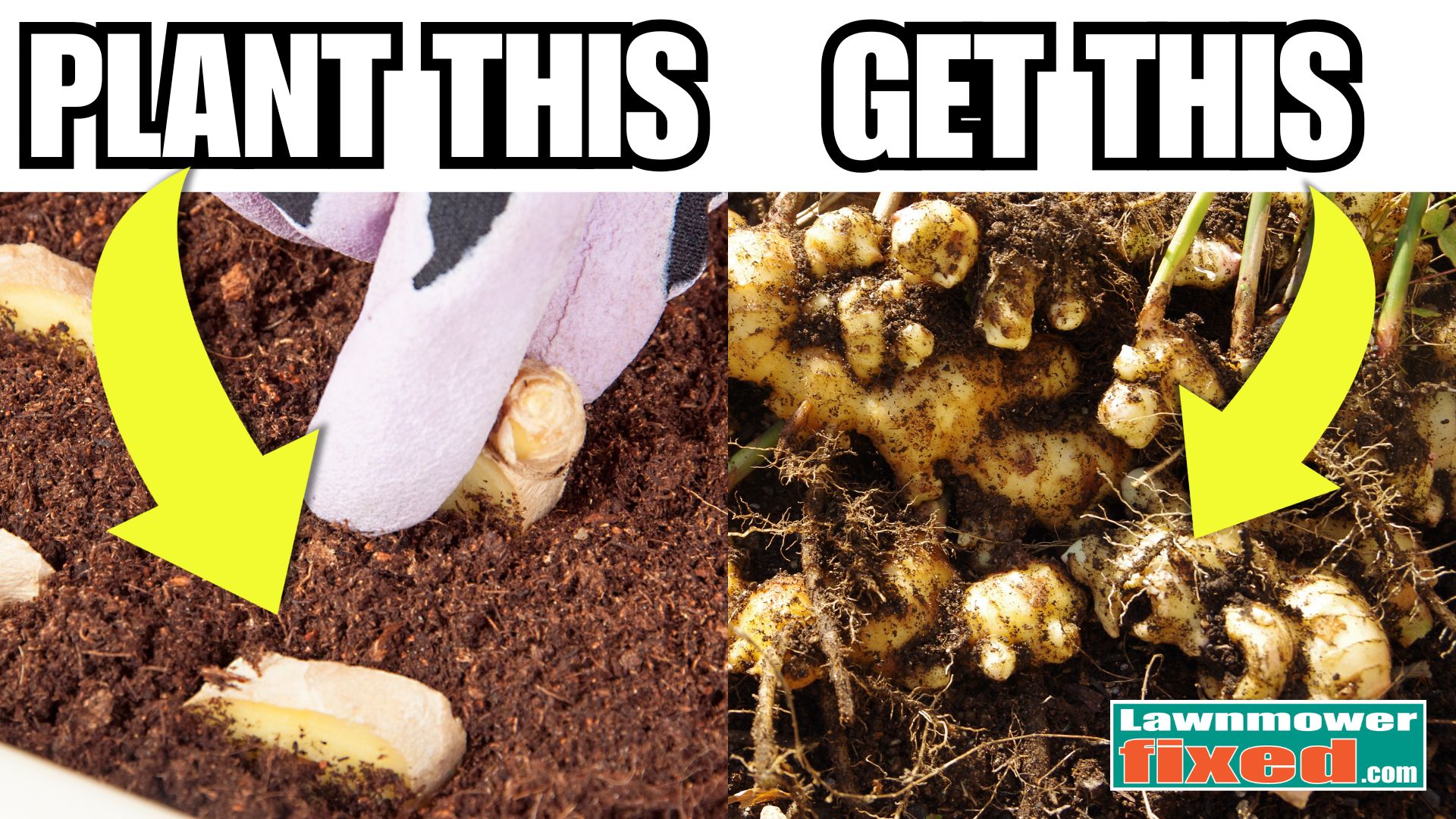 Grow Your Own Ginger: Guide to Planting Store-Bought Ginger in Pots ...