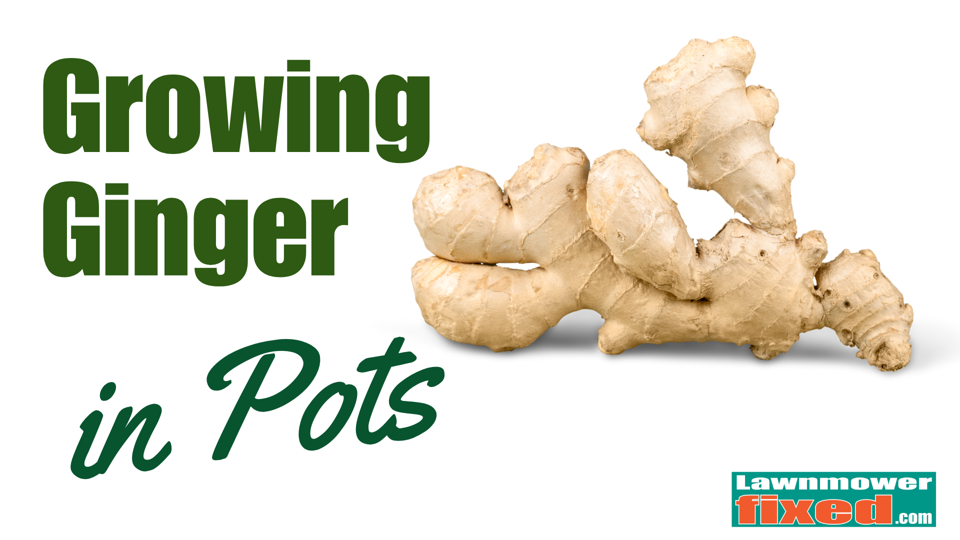 Grow Your Own Ginger: Guide to Planting Store-Bought Ginger in Pots ...