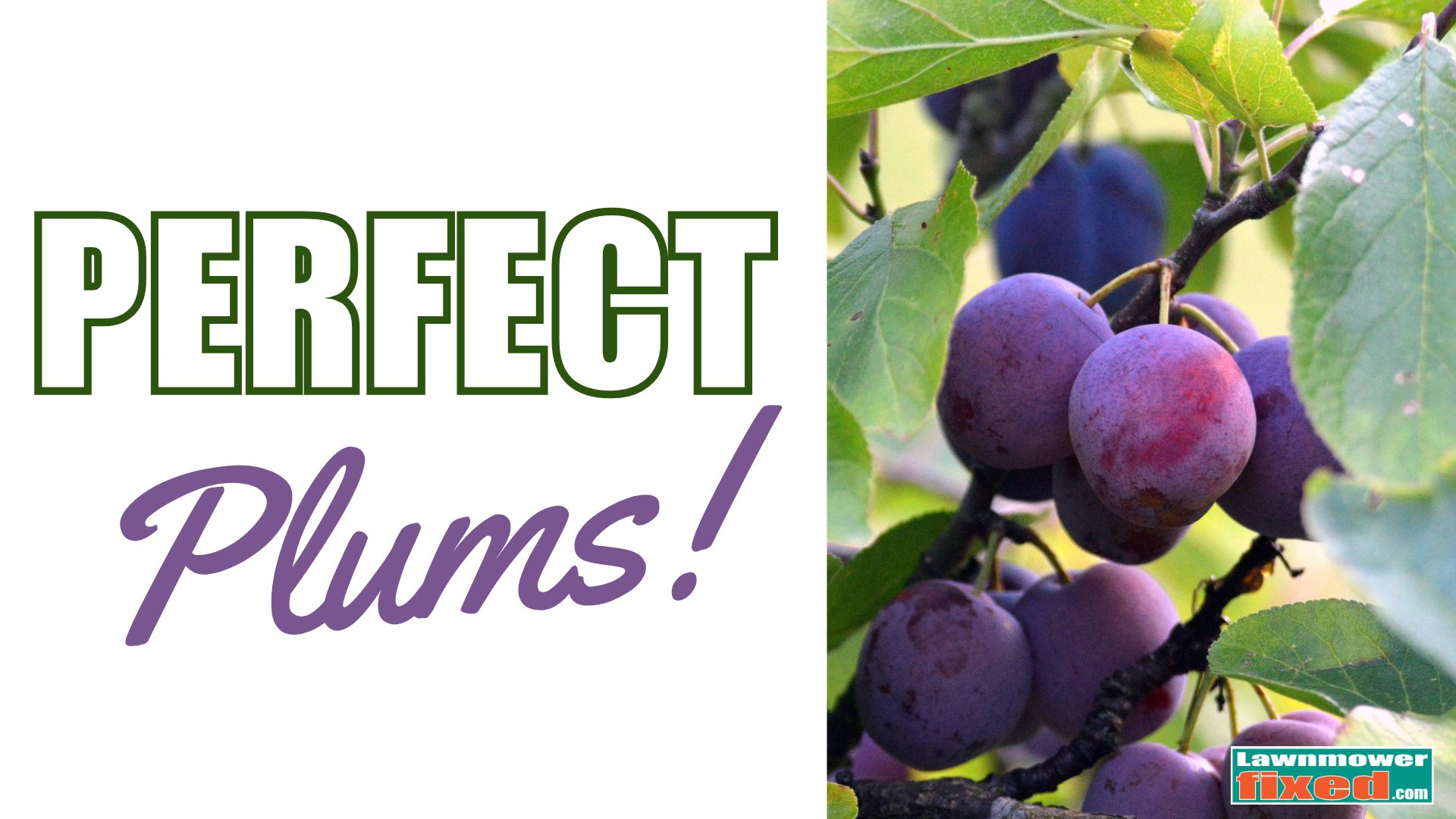 Plum Perfection: A Gardener's Guide to Fruity Success | Lawnmowerfixed