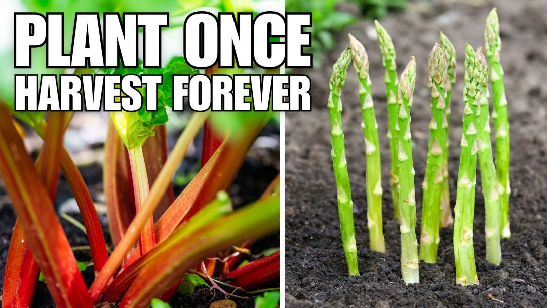Planting Calendar by Zone: When to Start, Plant & Harvest Your Veggies ...