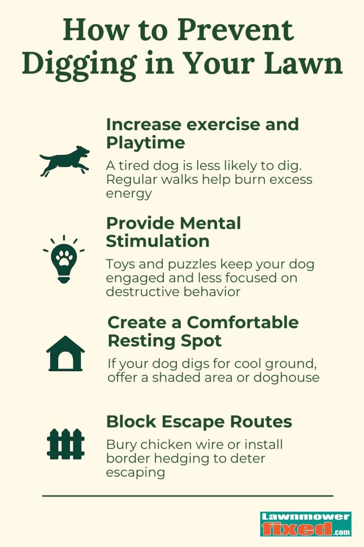 How to Make Your Lawn Dog-Friendly Without Destroying Your Grass ...