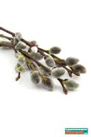 Whispering Willows: How to Plant and Care for Willow Trees | Lawnmowerfixed