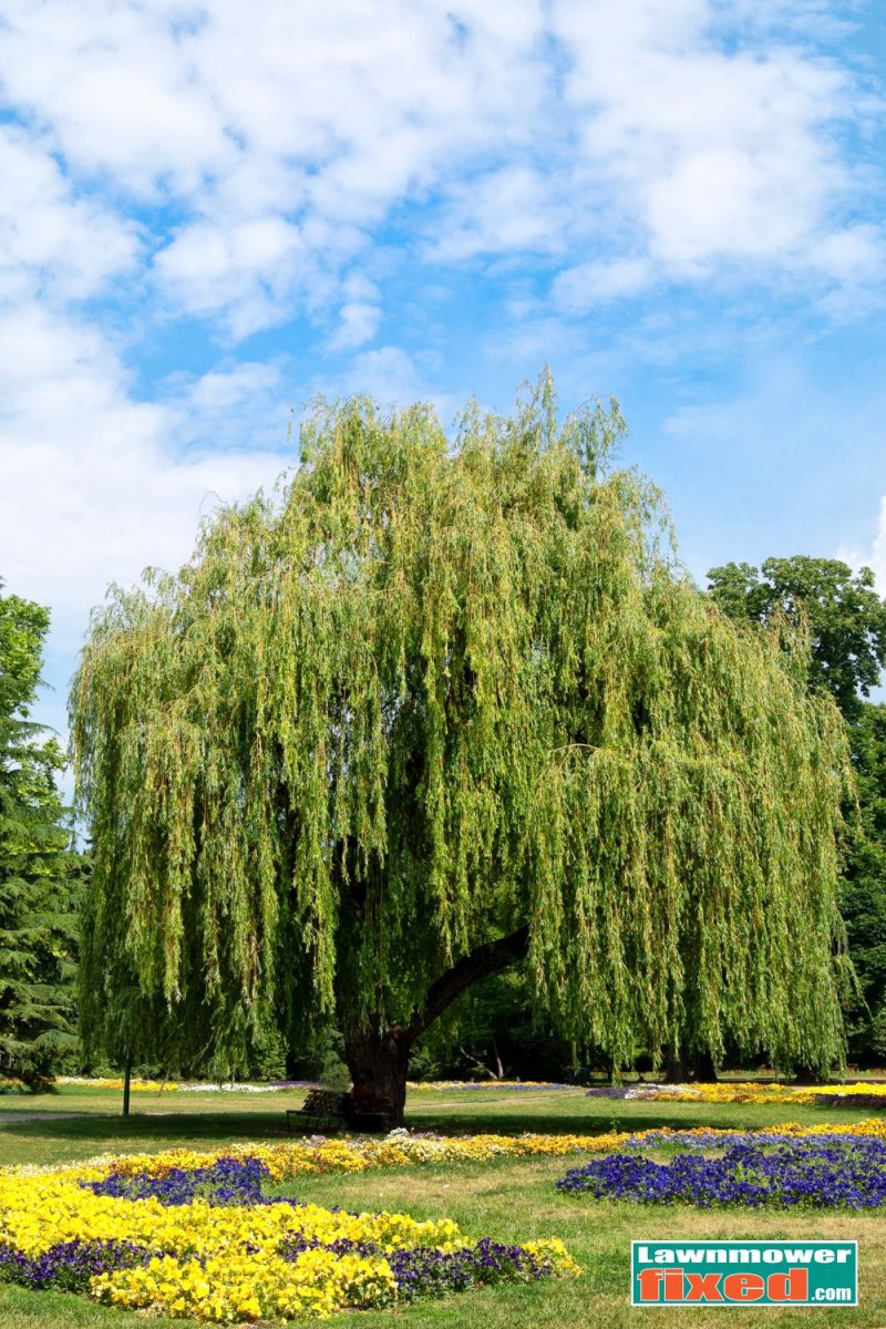 Whispering Willows: How to Plant and Care for Willow Trees | Lawnmowerfixed
