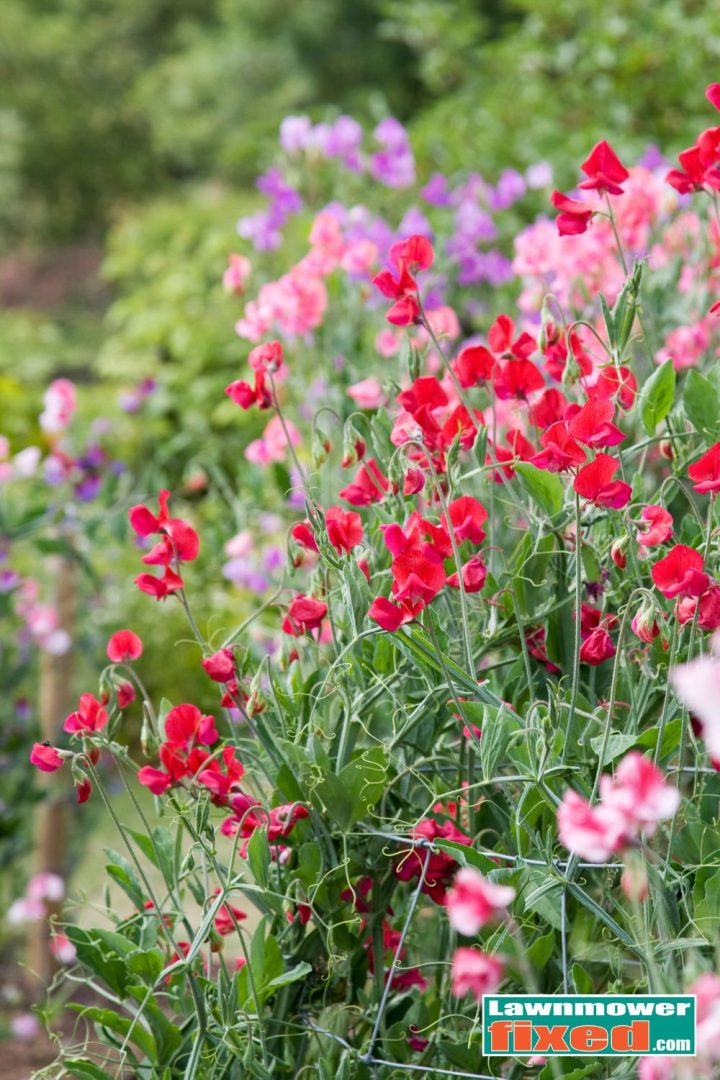 How to Grow Sweet Peas: The Fragrant Climber | Lawnmowerfixed