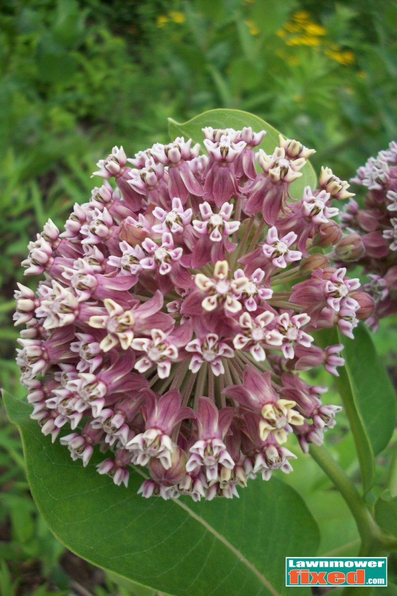 How to Create a Pollinator Paradise in Your Backyard | Lawnmowerfixed