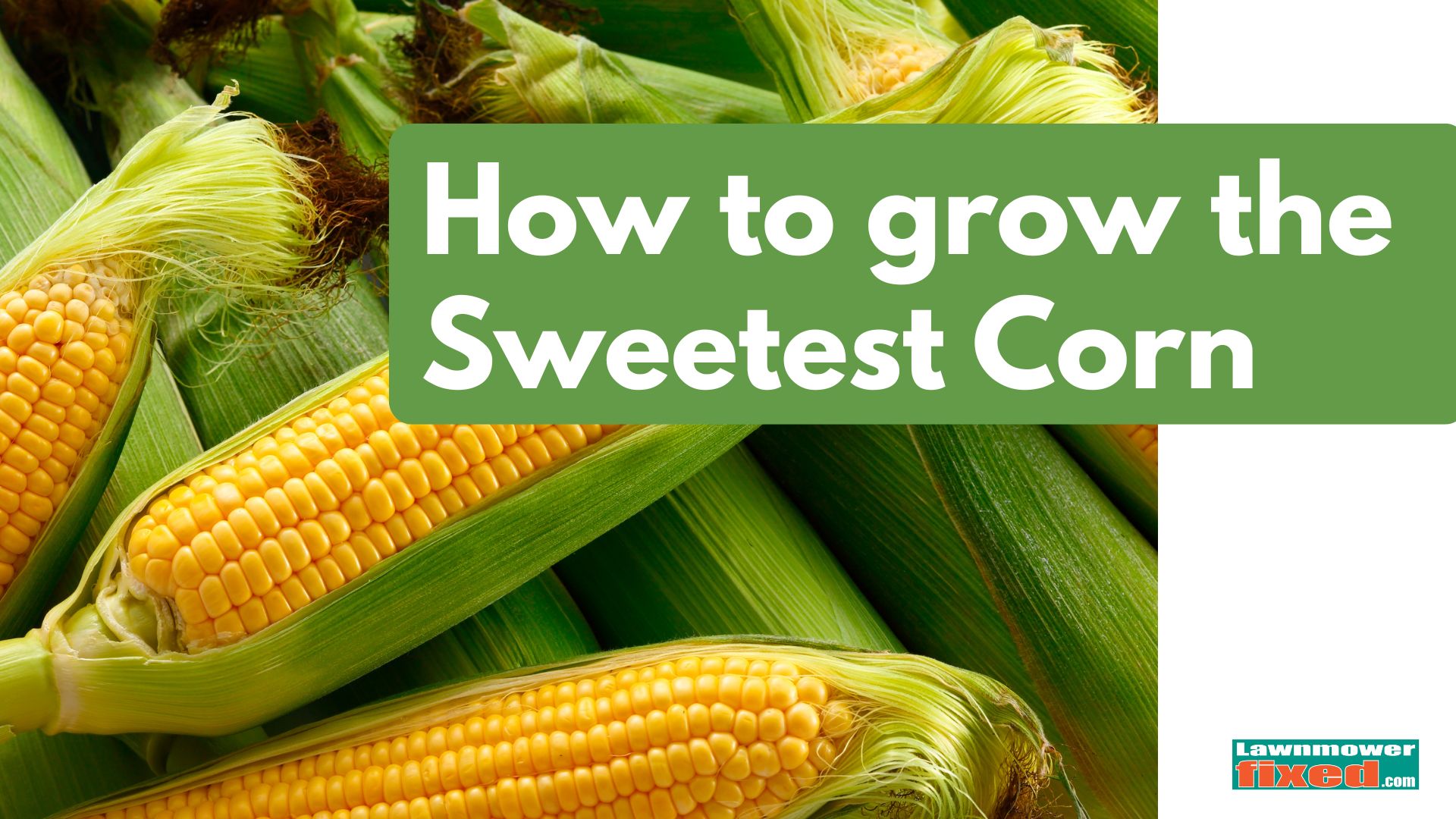 Growing Corn in Your Garden: What You Need to Know for a Successful ...