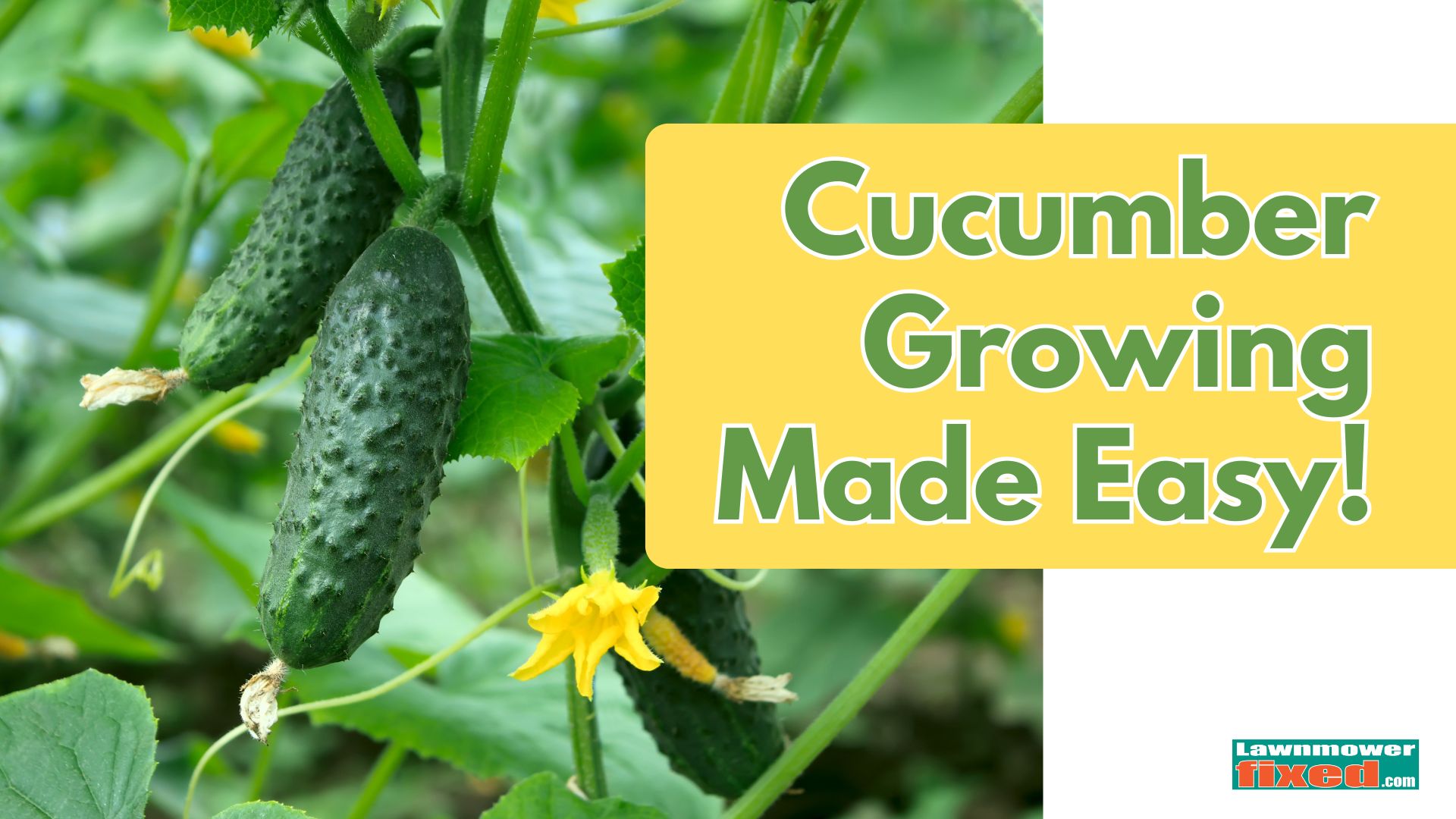 Growing Cucumbers: A Complete Guide for Beginner Gardeners | Lawnmowerfixed
